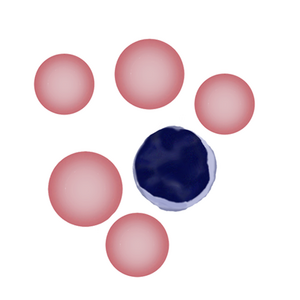 Image Index of red cell forms - haematologyetc.co.uk