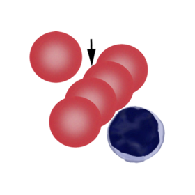 Image Index of red cell forms - haematologyetc.co.uk