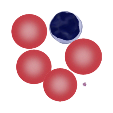 Macrocytic Red Cells - haematologyetc.co.uk