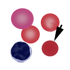 Image Index of red cell forms - haematologyetc.co.uk