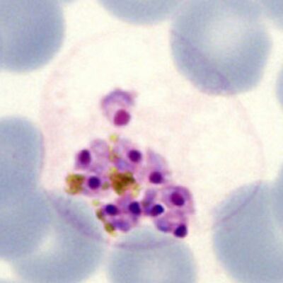 Biology of the schizont - haematologyetc.co.uk