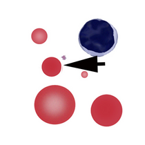 Red Cell Menu - haematologyetc.co.uk