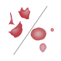 Red Cell Menu - haematologyetc.co.uk