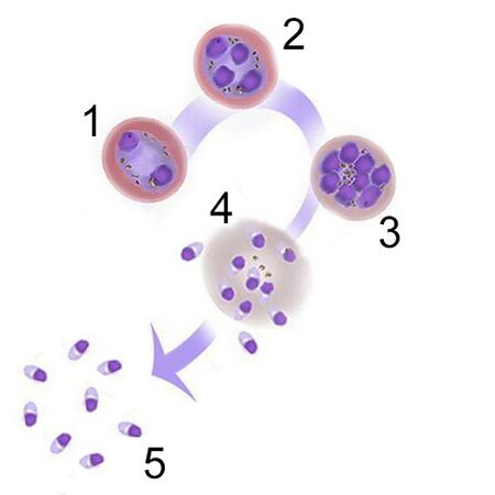 Biology of the schizont - haematologyetc.co.uk