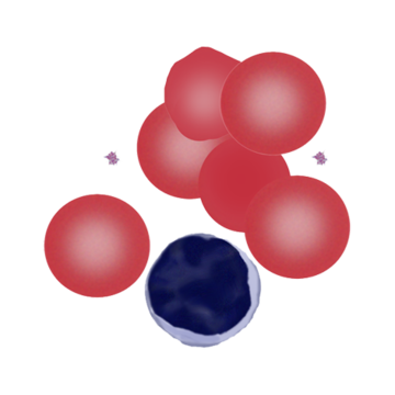 Agglutination - haematologyetc.co.uk